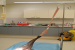 Construction of Surgical Instruments - Virtual Vet Surgery