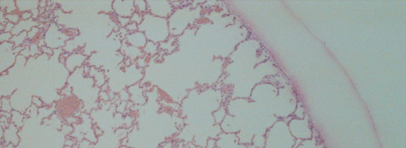 Rabbit Autolysis