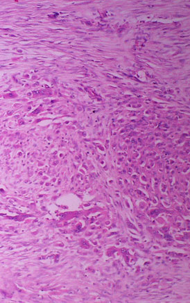 Muscle & Joint Pathology