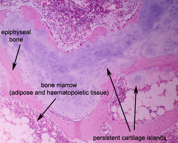 Muscle & Joint Pathology