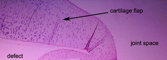 Muscle & Joint Pathology