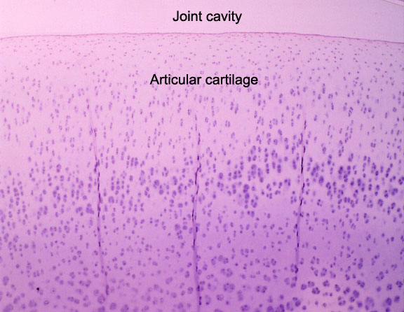Muscle & Joint Pathology